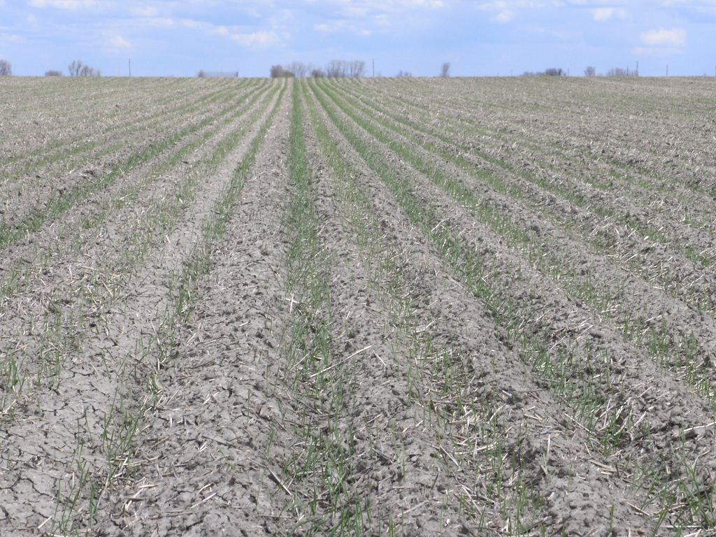 2010 Wheat Planting